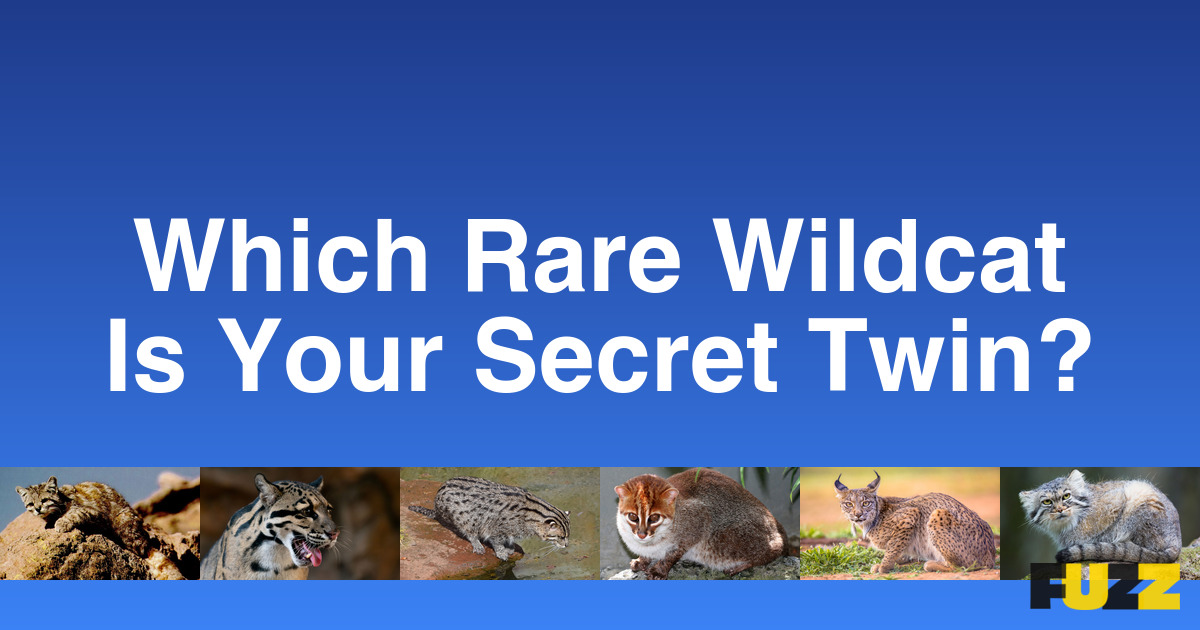 Which Rare Wildcat Is Your Secret Twin?